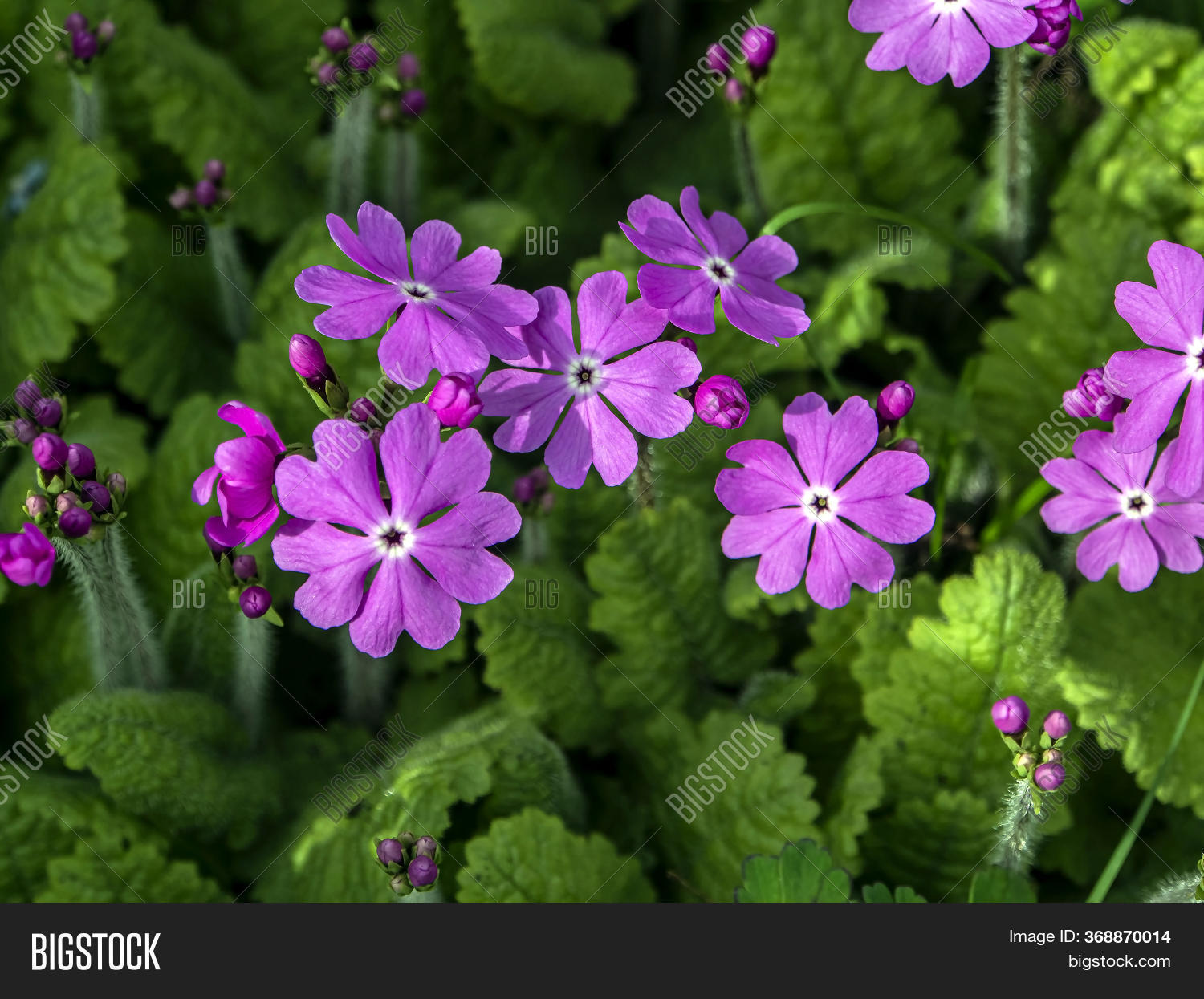 Purple Primrose Image & Photo (Free Trial) | Bigstock