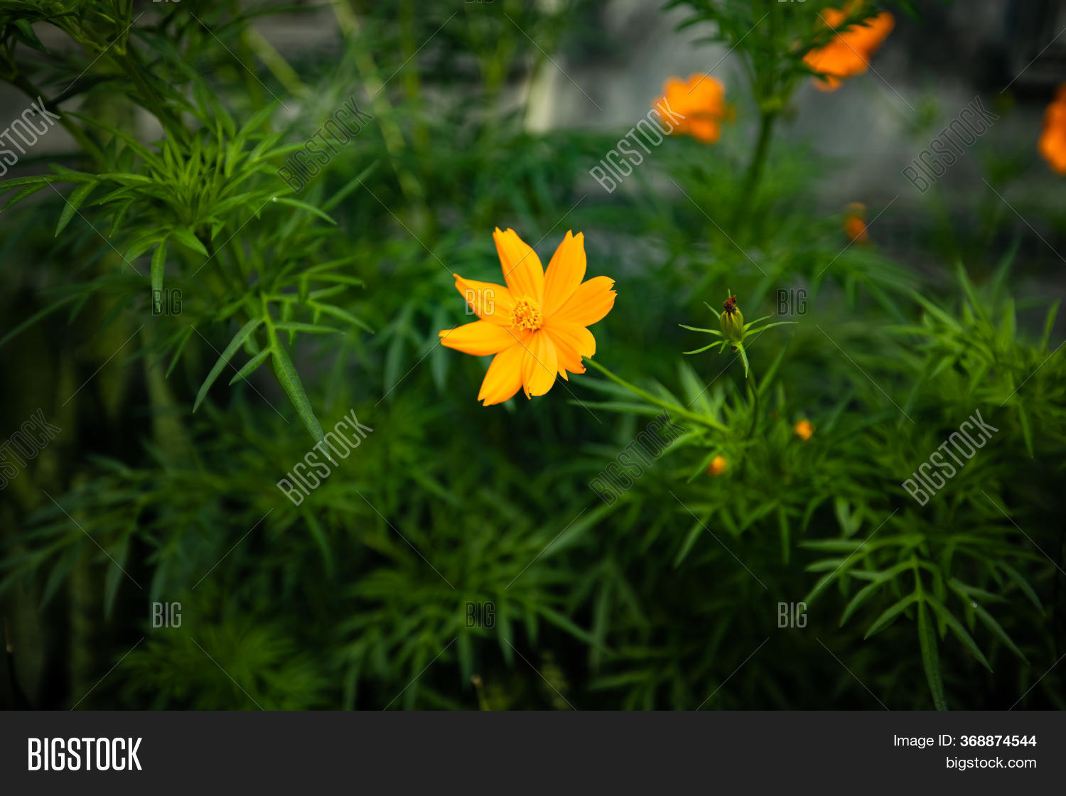 Small Marigold Green Image & Photo (Free Trial) | Bigstock