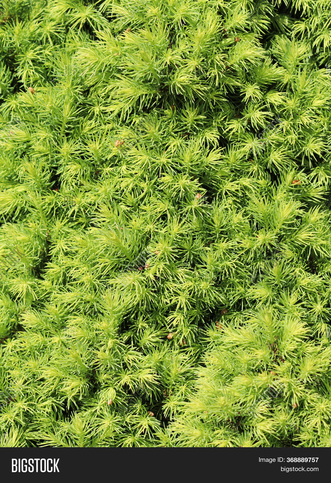 Canadian Spruce Picea Image & Photo (Free Trial) | Bigstock