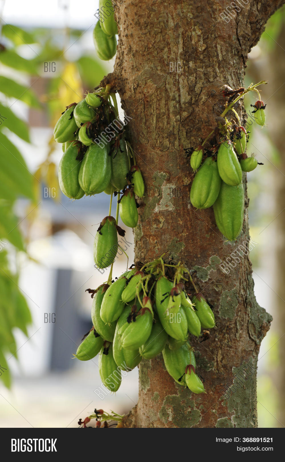 Averrhoa Bilimbi ( Image & Photo (Free Trial) | Bigstock