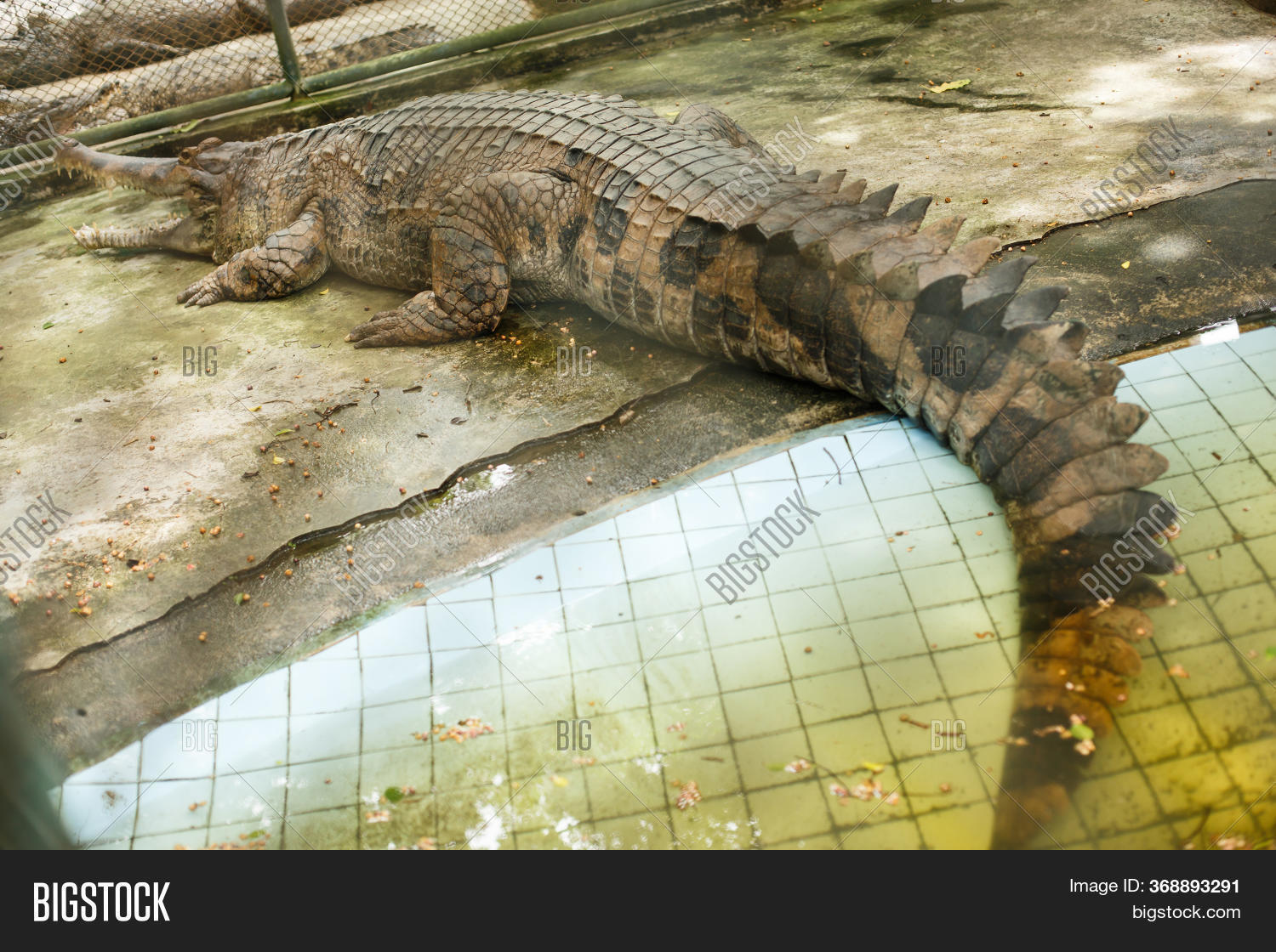Body Alligator Image & Photo (Free Trial) | Bigstock