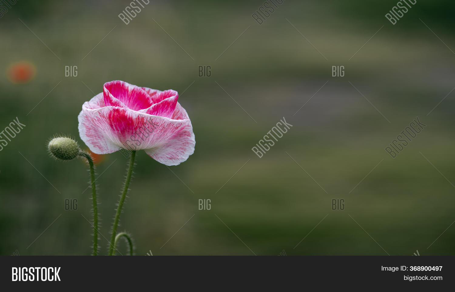 Contrast Colors Poppy. Image & Photo (Free Trial) | Bigstock