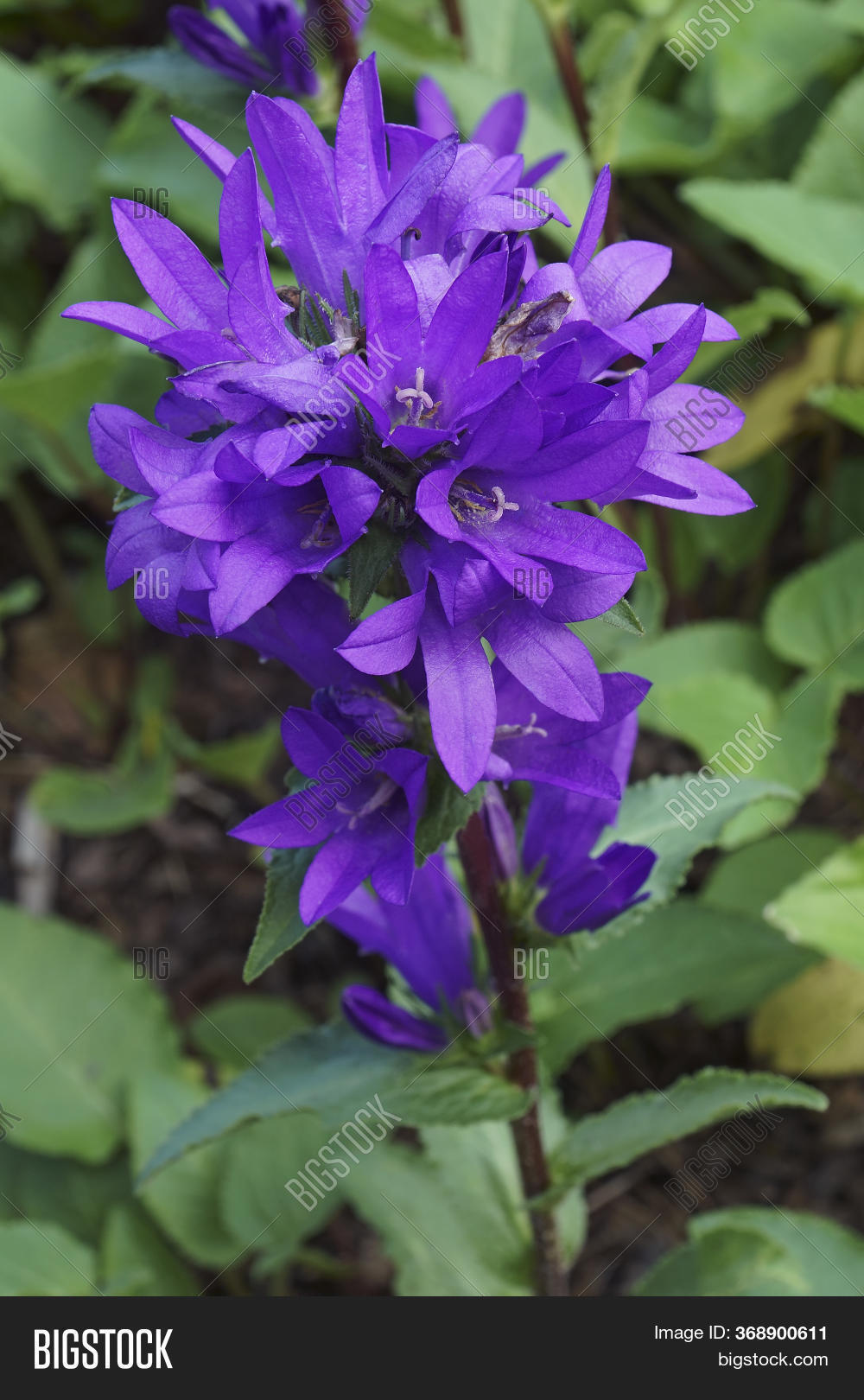 Clustered Bellflower ( Image & Photo (Free Trial) | Bigstock
