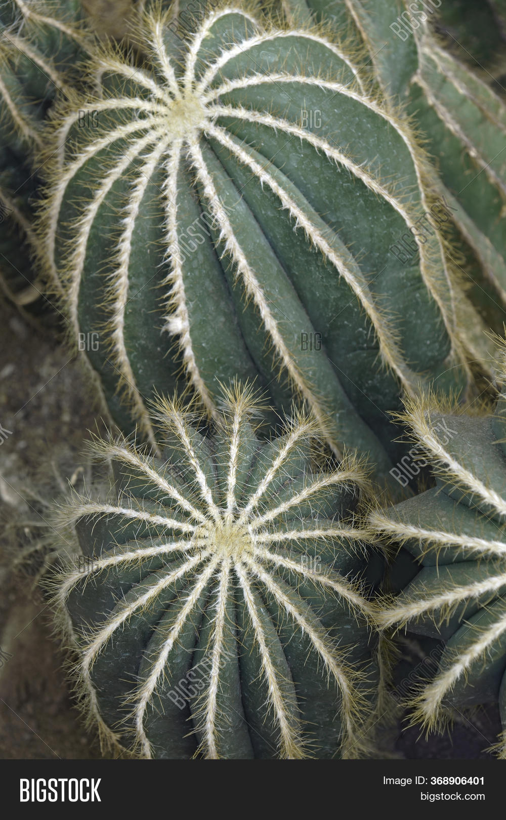Ball Cactus (parodia Image & Photo (Free Trial) | Bigstock