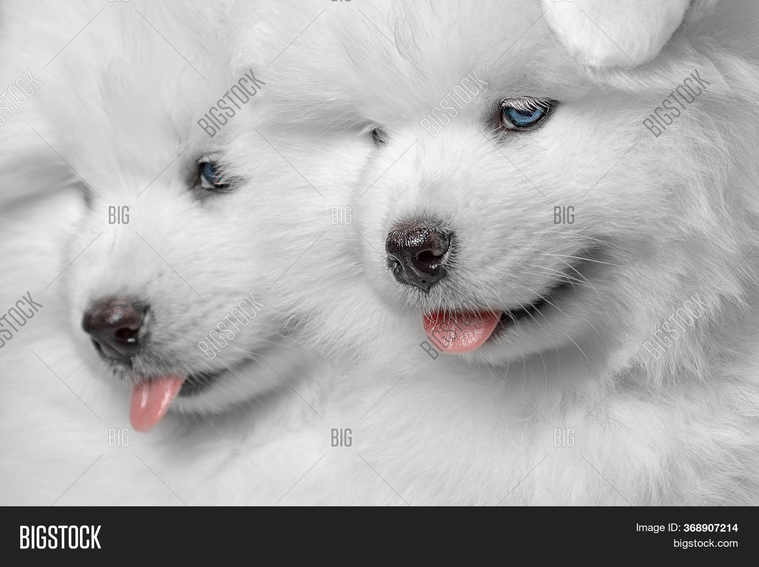 Close Blue Eye Samoyed Image & Photo (Free Trial) | Bigstock