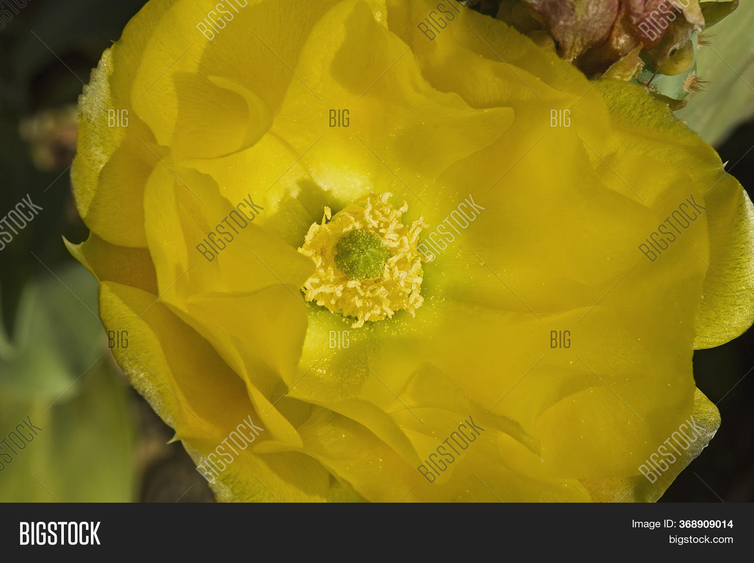 Cholia Cactus (opuntia Image & Photo (Free Trial) | Bigstock