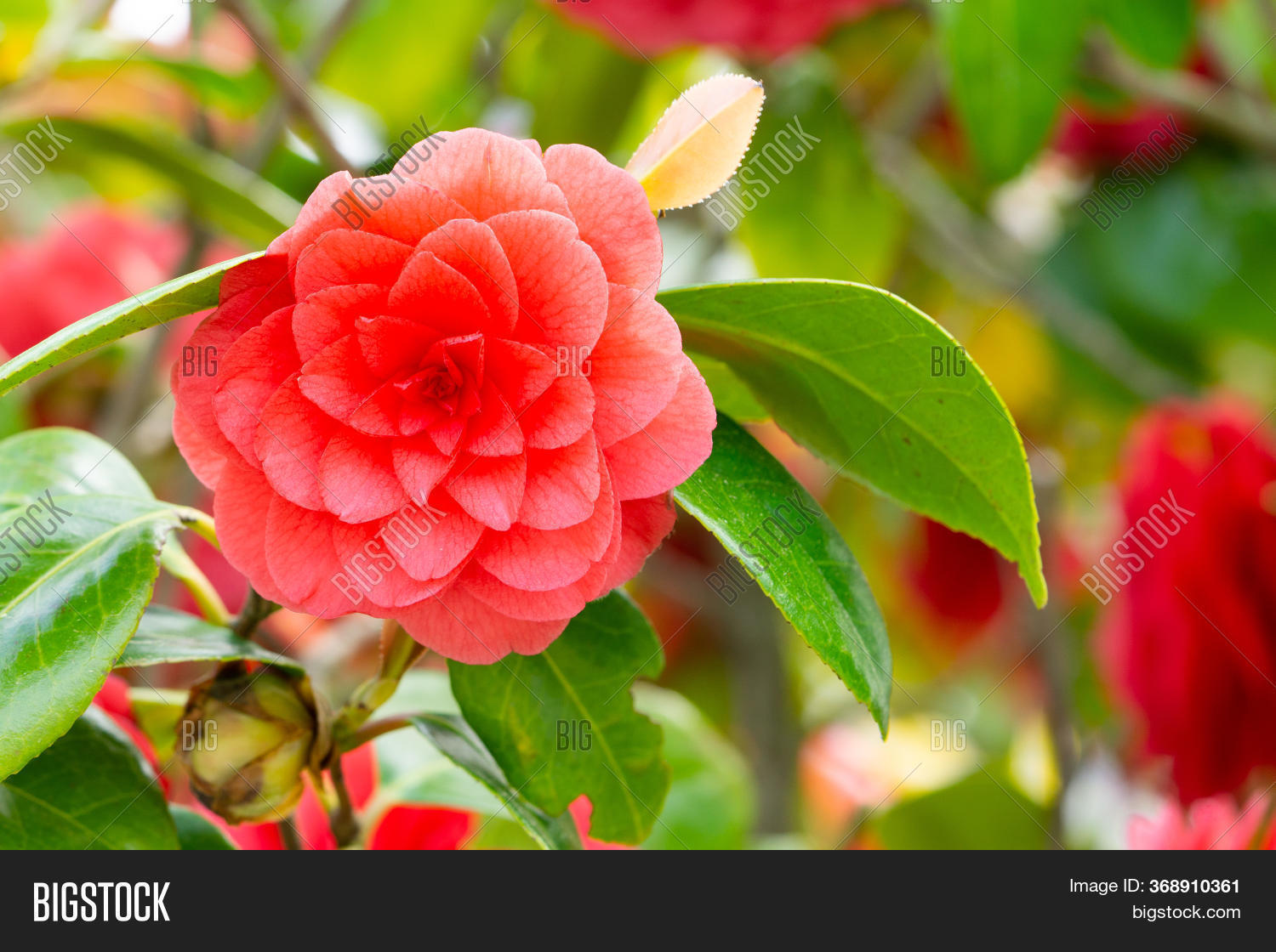 Pink Camellia Flower Image & Photo (Free Trial) | Bigstock