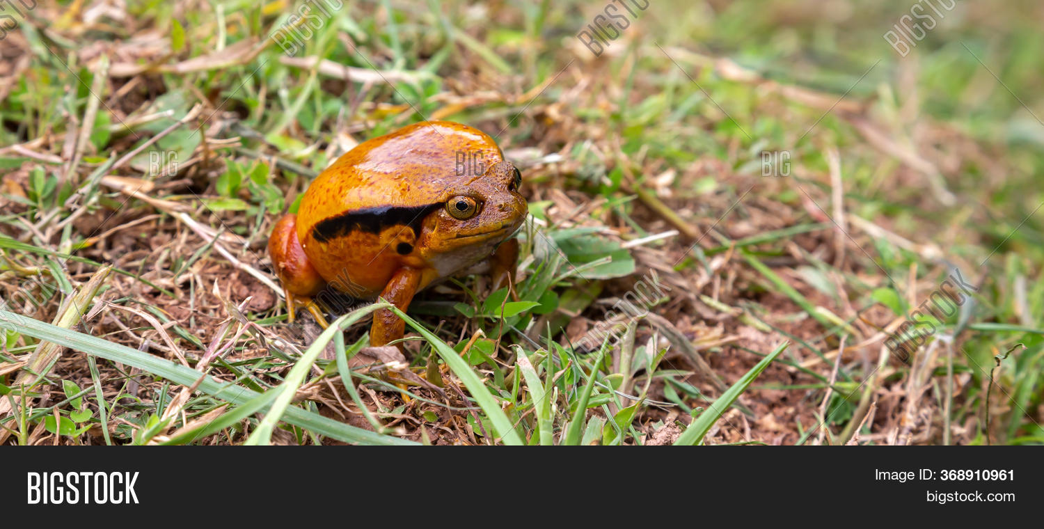 One Large Orange Frog Image & Photo (Free Trial) | Bigstock