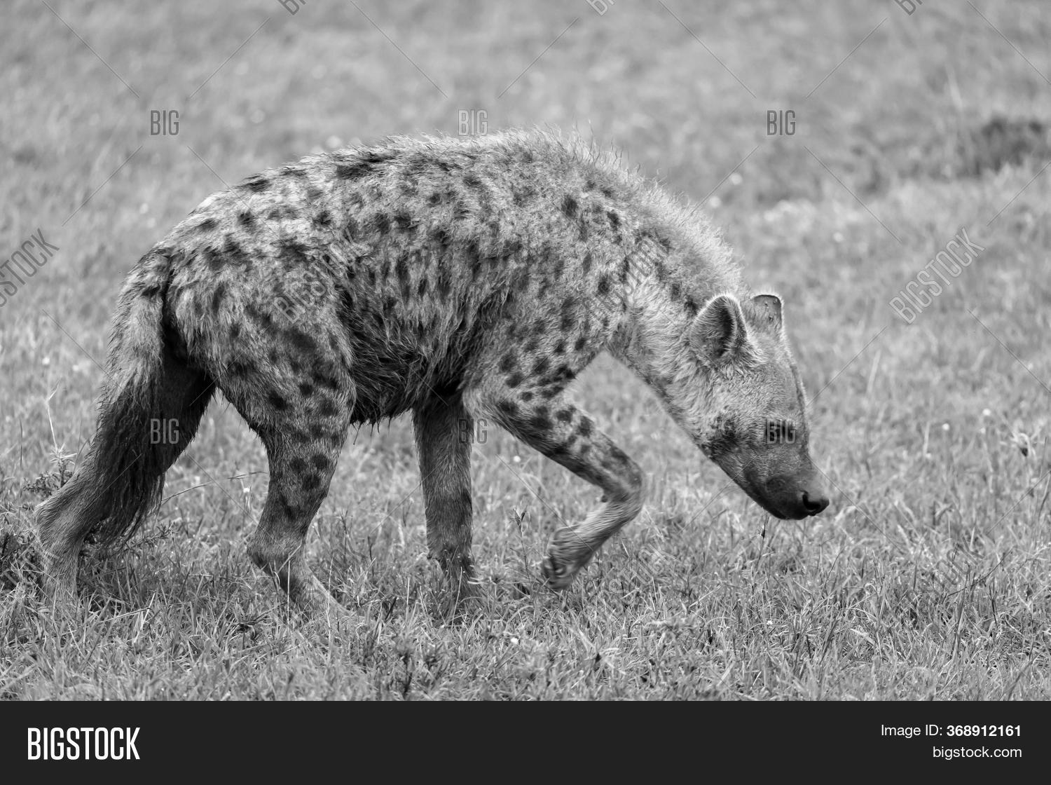 One Hyena Walks Image & Photo (Free Trial) | Bigstock