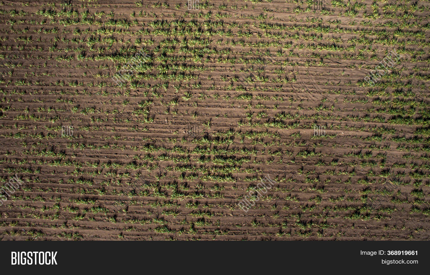 Aerial View Rows Soil Image & Photo (Free Trial) | Bigstock