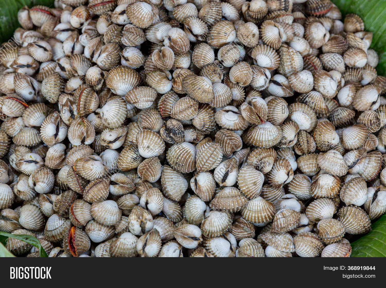 Fresh Cockle Market. Image & Photo (Free Trial) | Bigstock