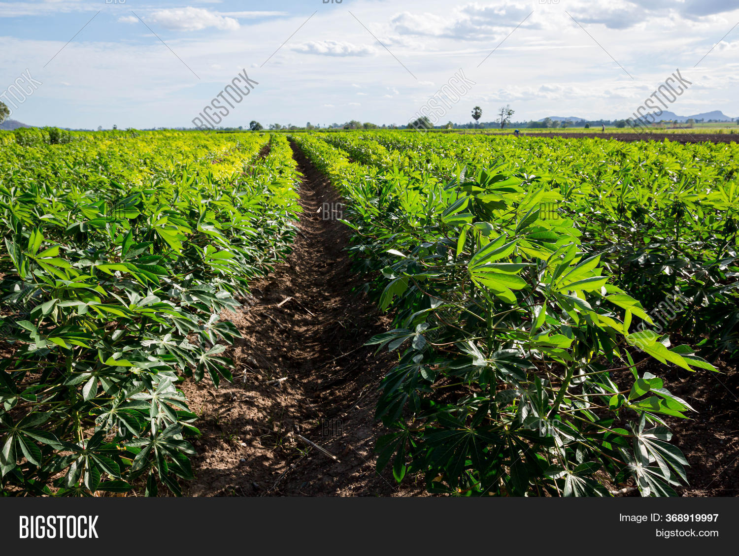 Baby Cassava Image & Photo (Free Trial) | Bigstock