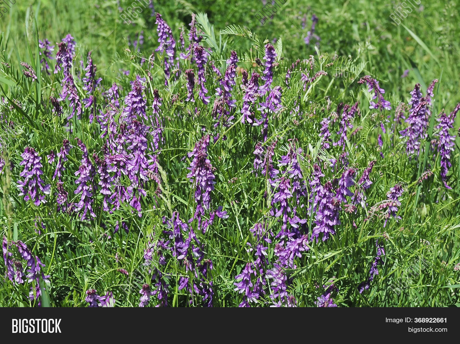 Vicia Sativa, Known Image & Photo (Free Trial) | Bigstock