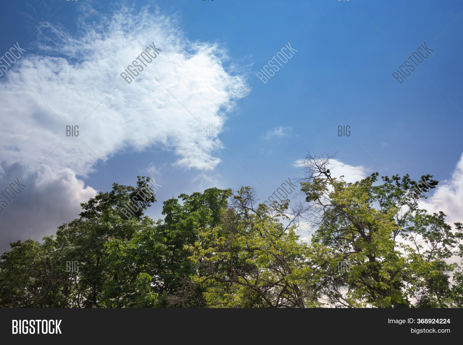 Tree Tops Under Cloud Image & Photo (Free Trial) | Bigstock