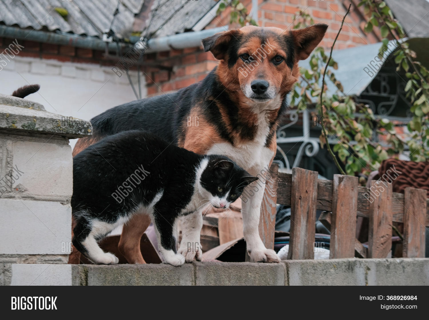 Cat Dog Sitting On Image & Photo (Free Trial) | Bigstock