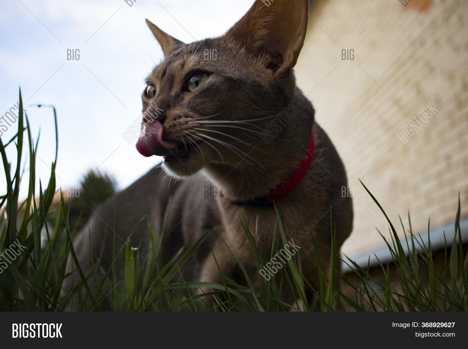 Abyssinian Cat, Funny Image & Photo (Free Trial) | Bigstock