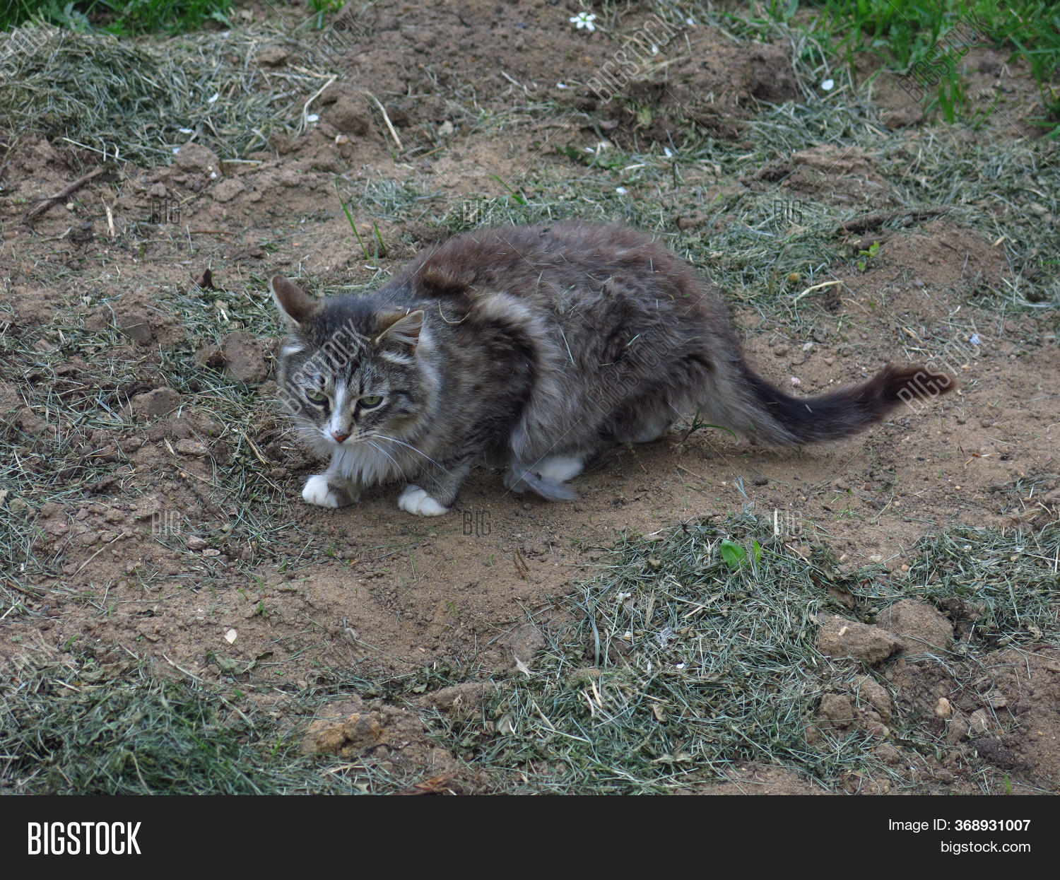 Furry Grey Cat Walks Image & Photo (Free Trial) | Bigstock