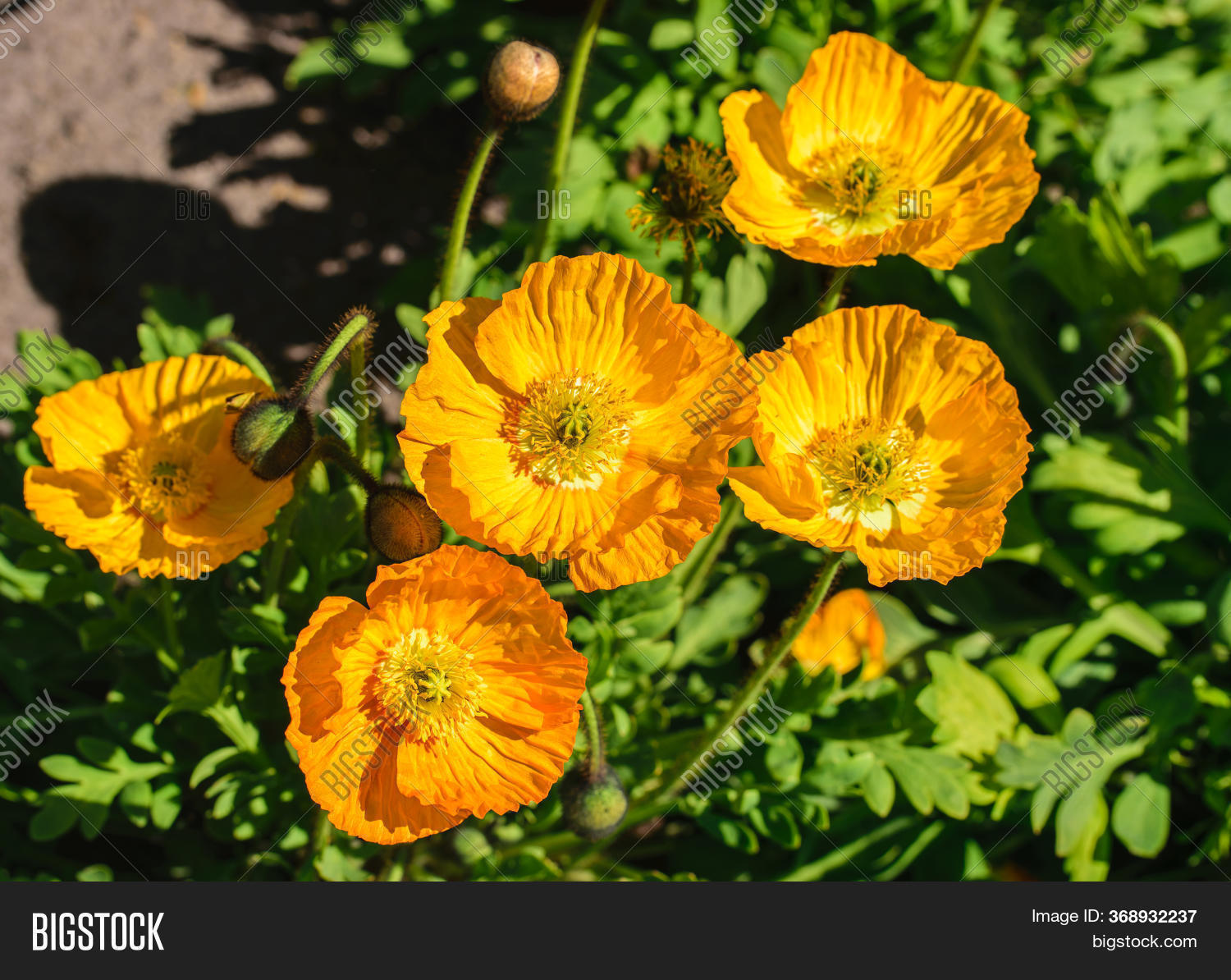 Yellow Poppies Image & Photo (Free Trial) | Bigstock