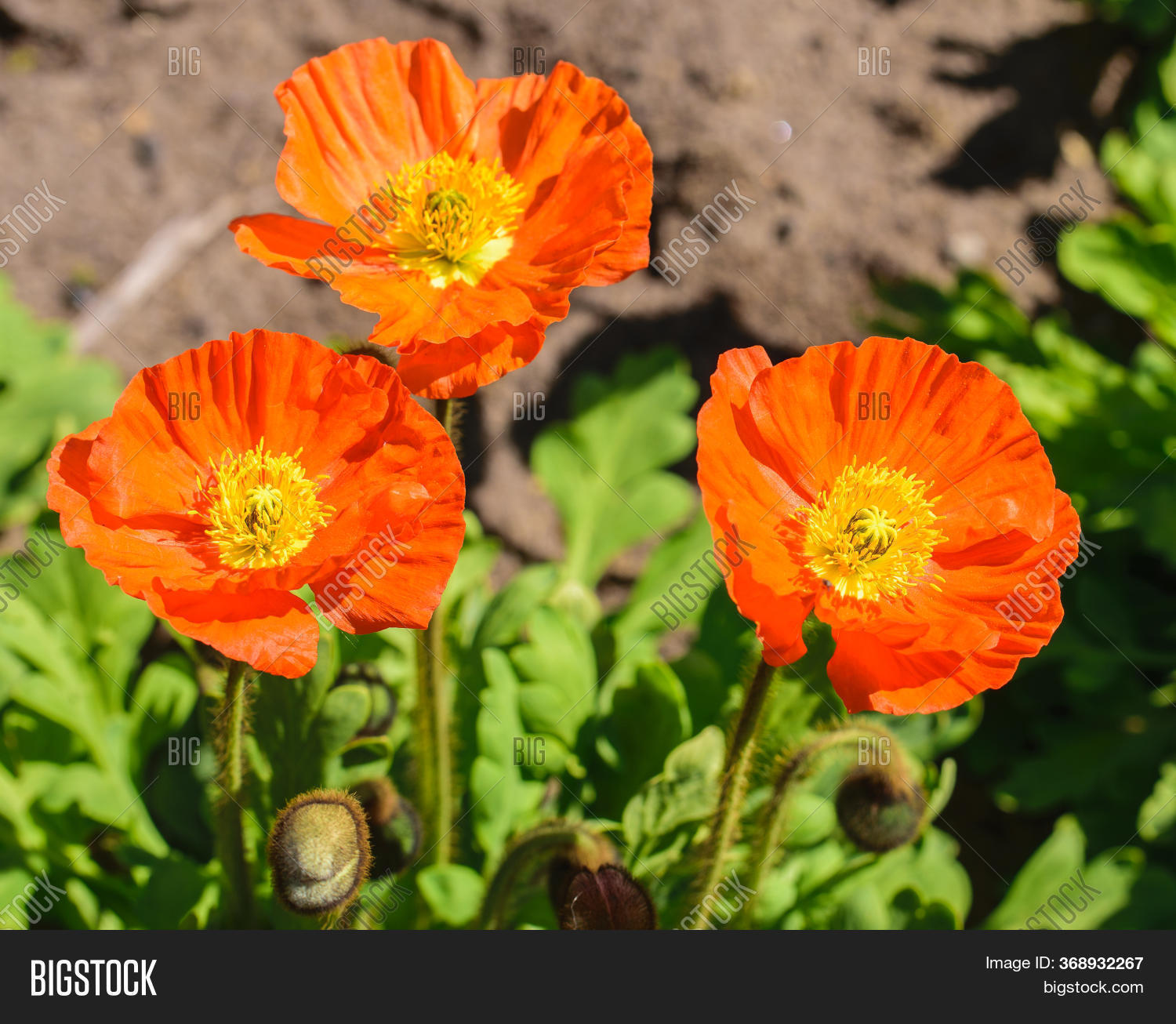 Red Poppies Flowerbed Image & Photo (Free Trial) | Bigstock