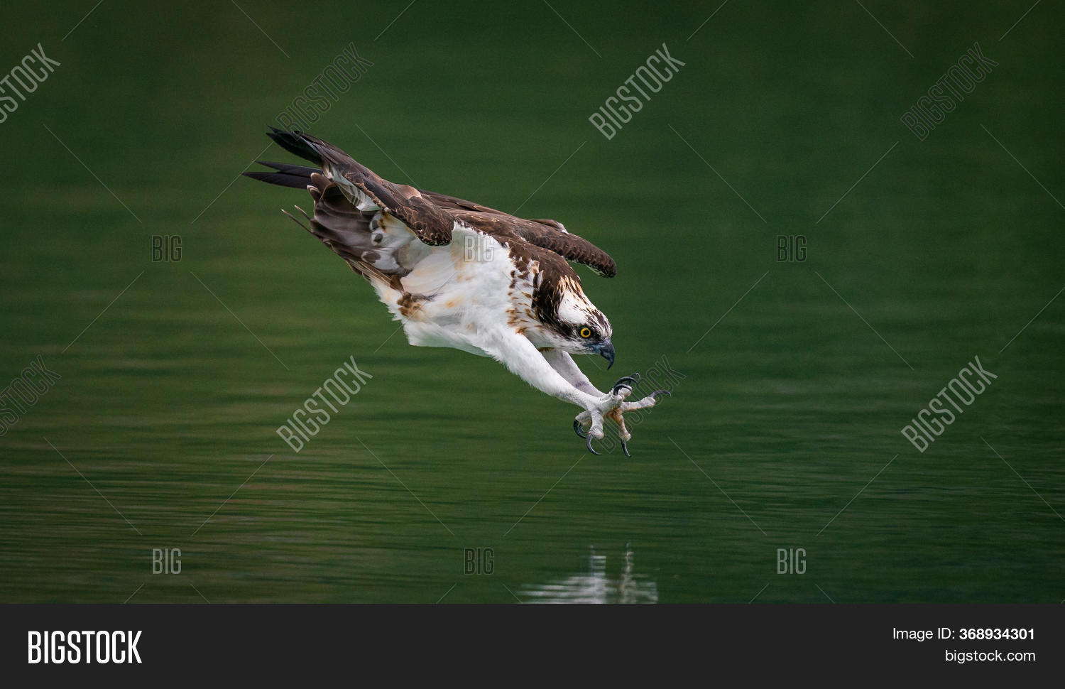 Osprey Diving Into Image & Photo (Free Trial) | Bigstock