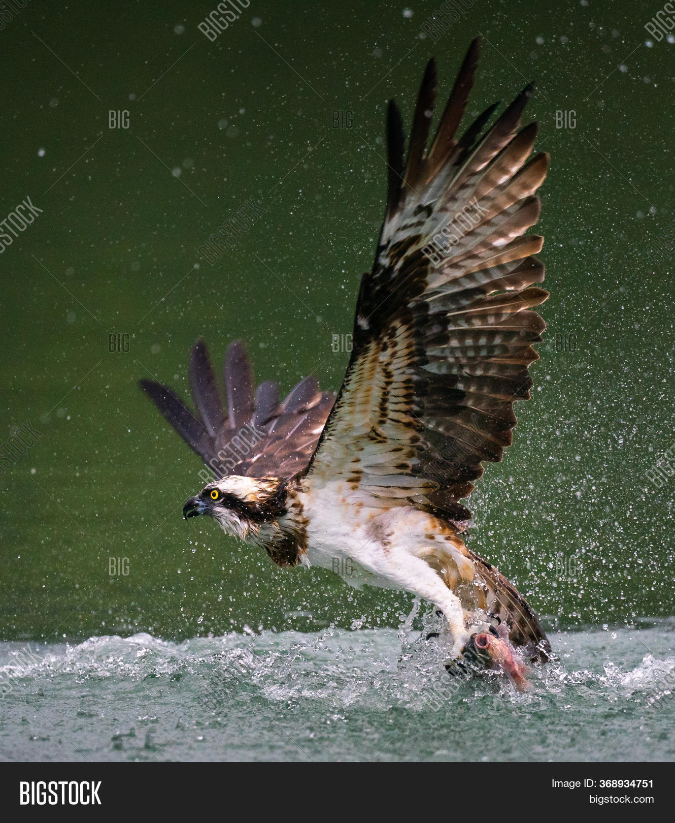 Osprey Hunting Holding Image & Photo (Free Trial) | Bigstock