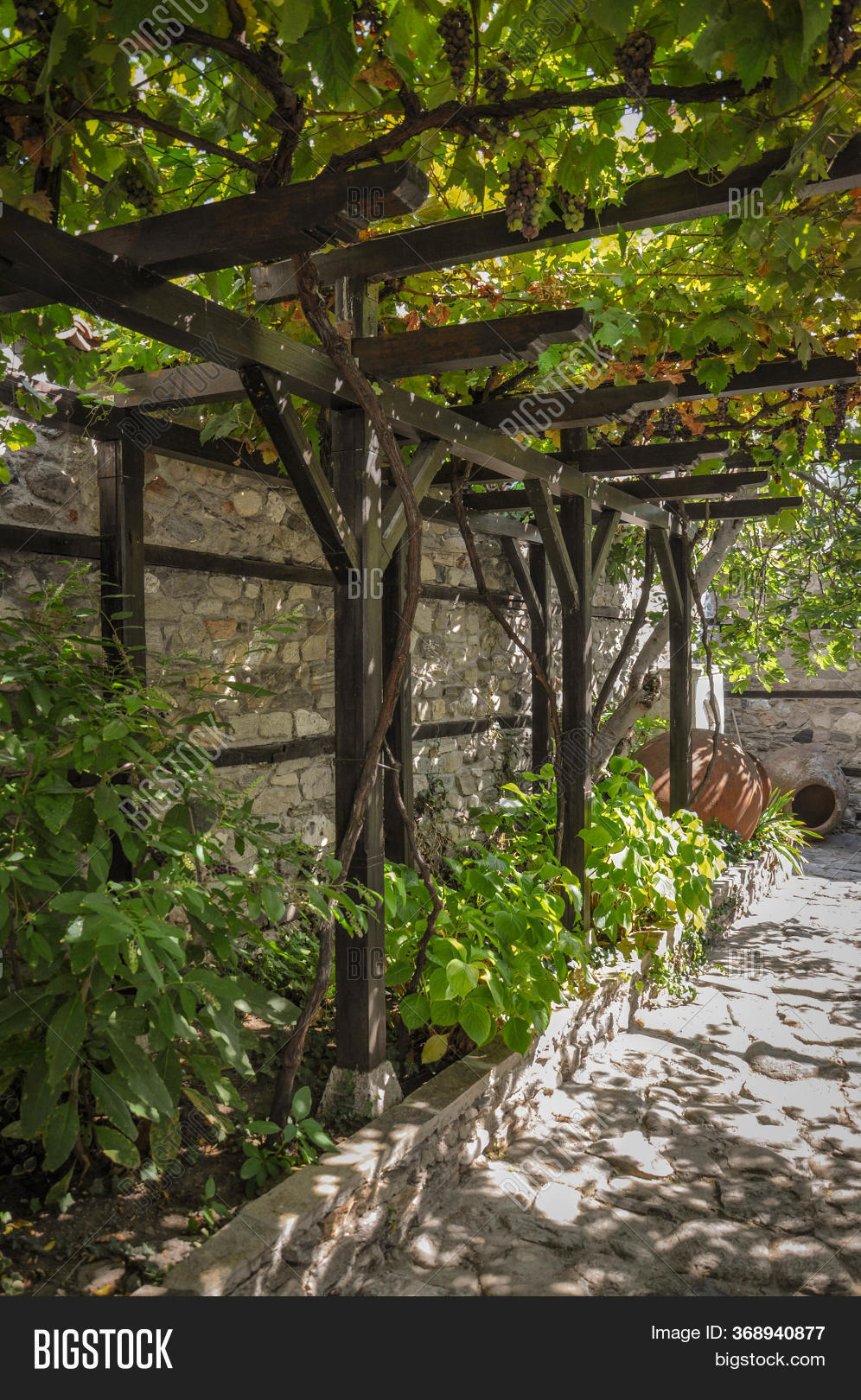 Ancient Vineyard. Image & Photo (Free Trial) | Bigstock