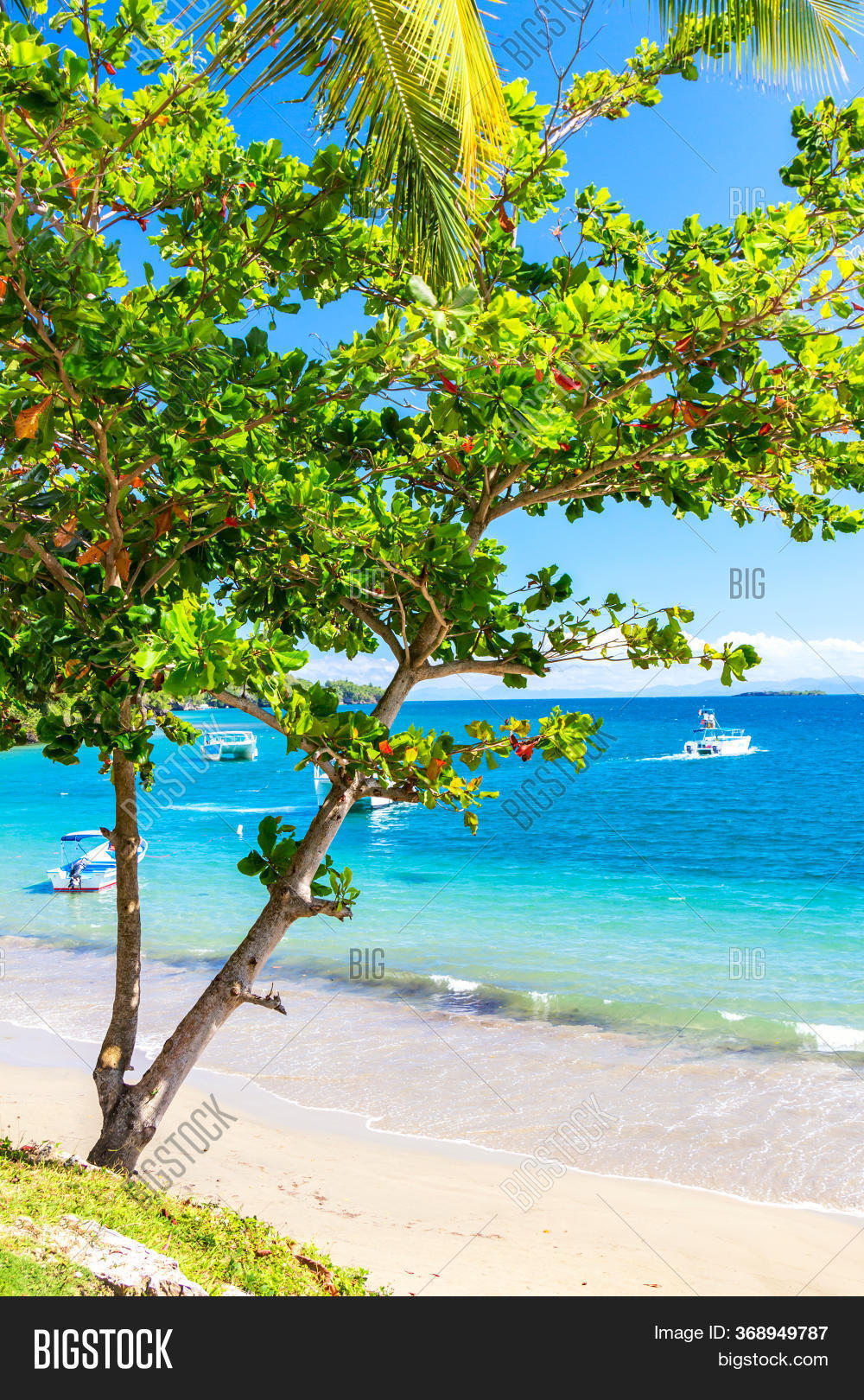 Beautiful Beach Tree. Image & Photo (Free Trial) | Bigstock