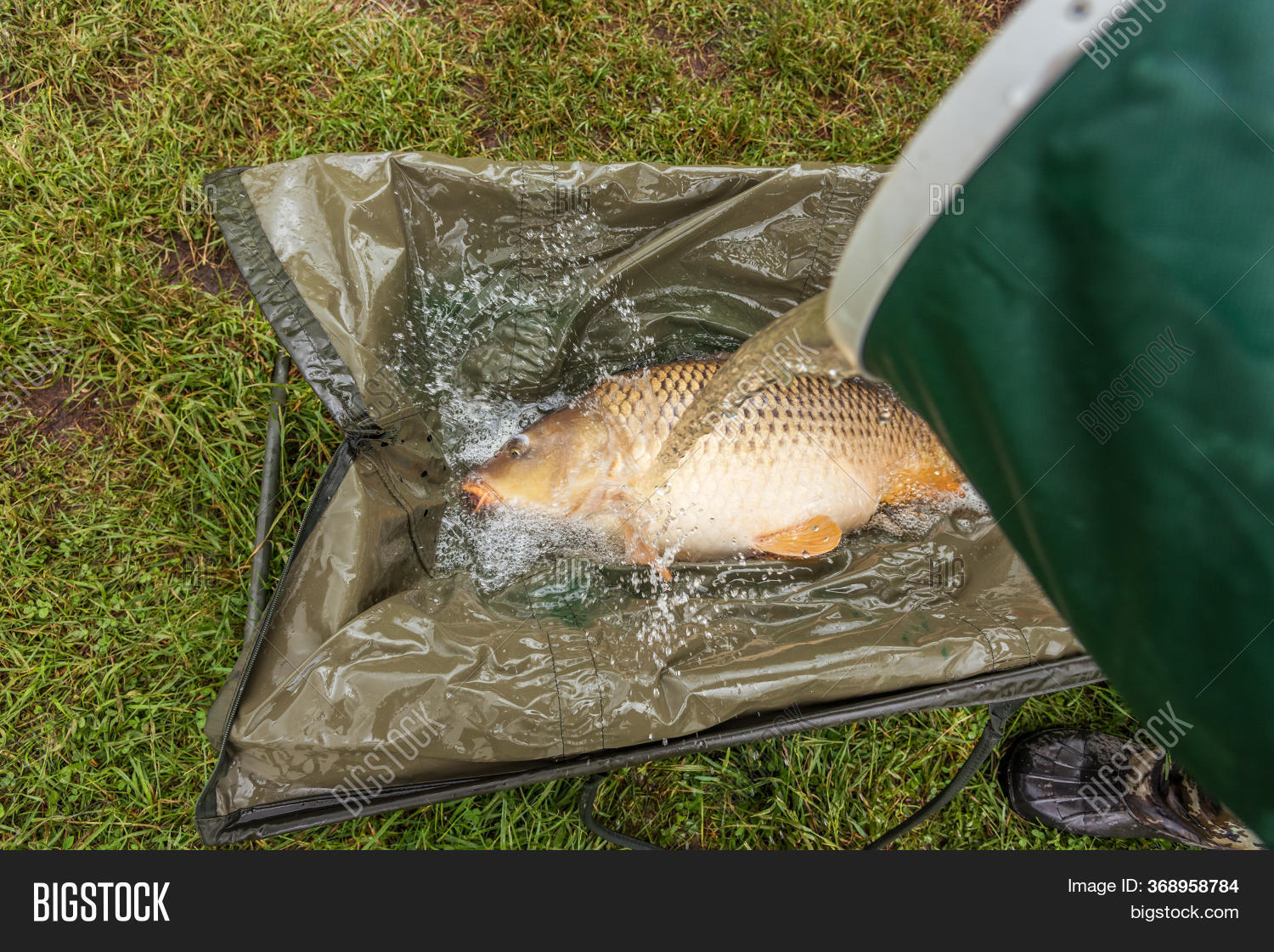 Live Carp Swing Caught Image & Photo (Free Trial) | Bigstock