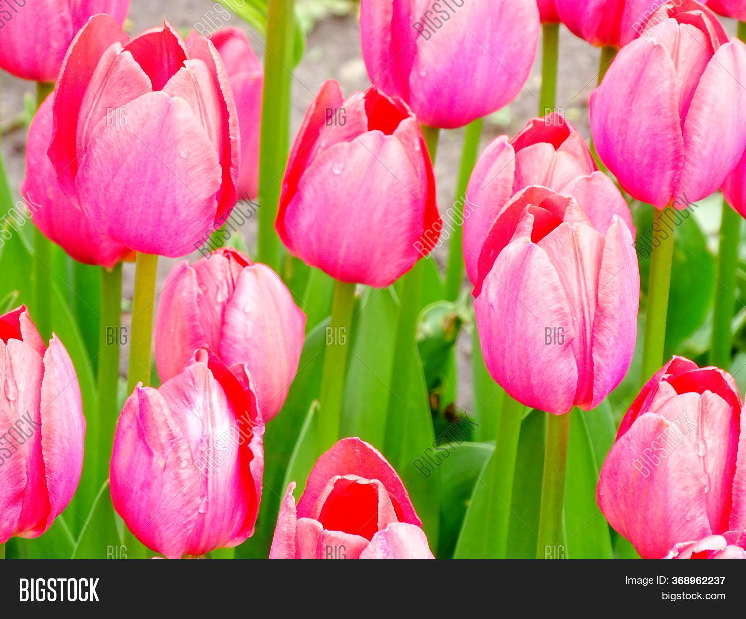 Spring Pink Tulips Image & Photo (Free Trial) | Bigstock