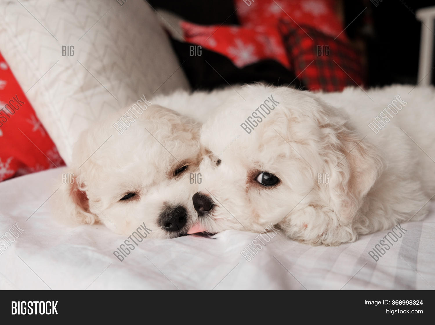 White Bichon Frise Image & Photo (Free Trial) | Bigstock