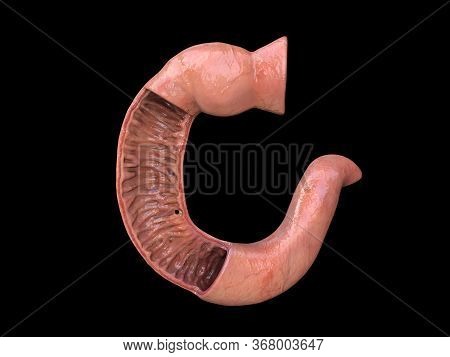 Duodenum, Human Image & Photo (Free Trial) | Bigstock