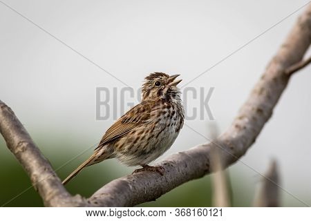 Song Sparrow Singing Image & Photo (Free Trial) | Bigstock