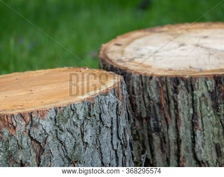 2 Tree Trunk Stumps Image & Photo (Free Trial) | Bigstock