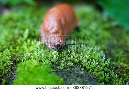 Land Slug On Green Image & Photo (Free Trial) | Bigstock