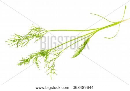 Sprig Dill Isolated On Image & Photo (Free Trial) | Bigstock