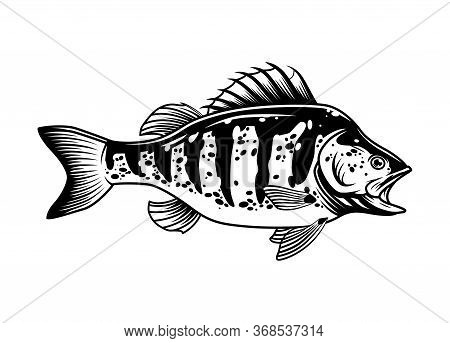 Largemouth Bass Vector & Photo (Free Trial) | Bigstock