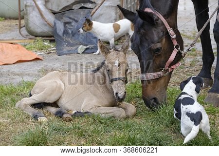 Cute Newborn Colt Image & Photo (Free Trial) | Bigstock