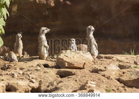 Meerkat - Suricata Image & Photo (Free Trial) | Bigstock