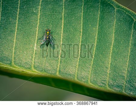 Close Small Fly Image & Photo (Free Trial) | Bigstock