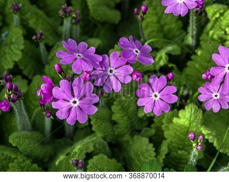 Purple Primrose Image & Photo (Free Trial) | Bigstock