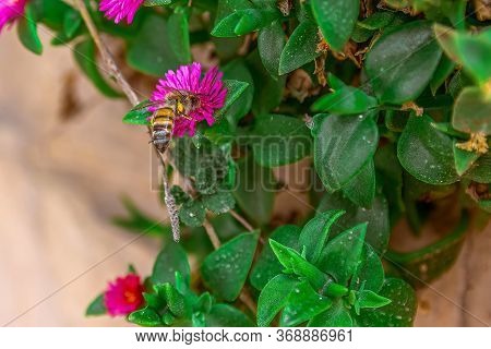 Red Flower Bee Image & Photo (Free Trial) | Bigstock