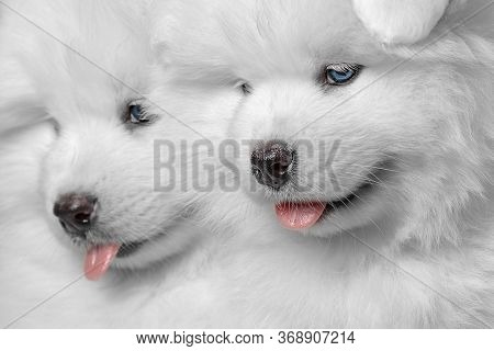 Close Blue Eye Samoyed Image & Photo (Free Trial) | Bigstock
