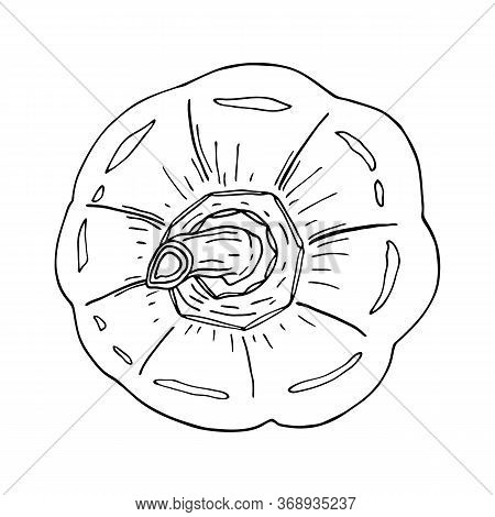 Bell Pepper Outline Vector & Photo (Free Trial) | Bigstock