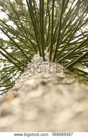 Looking Spruce Tree Image & Photo (Free Trial) | Bigstock