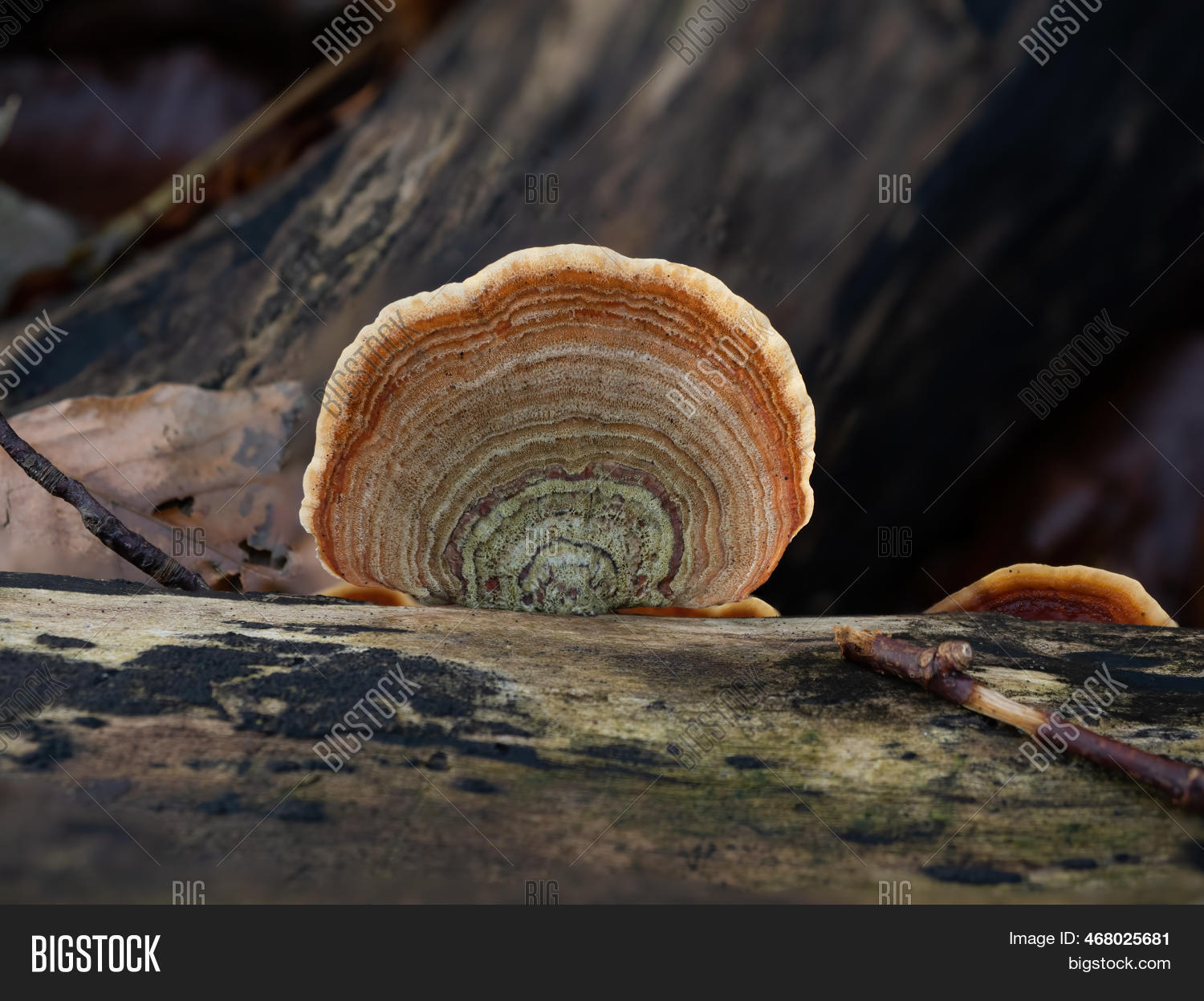 Turkeytail Fungus On Image & Photo (Free Trial) | Bigstock