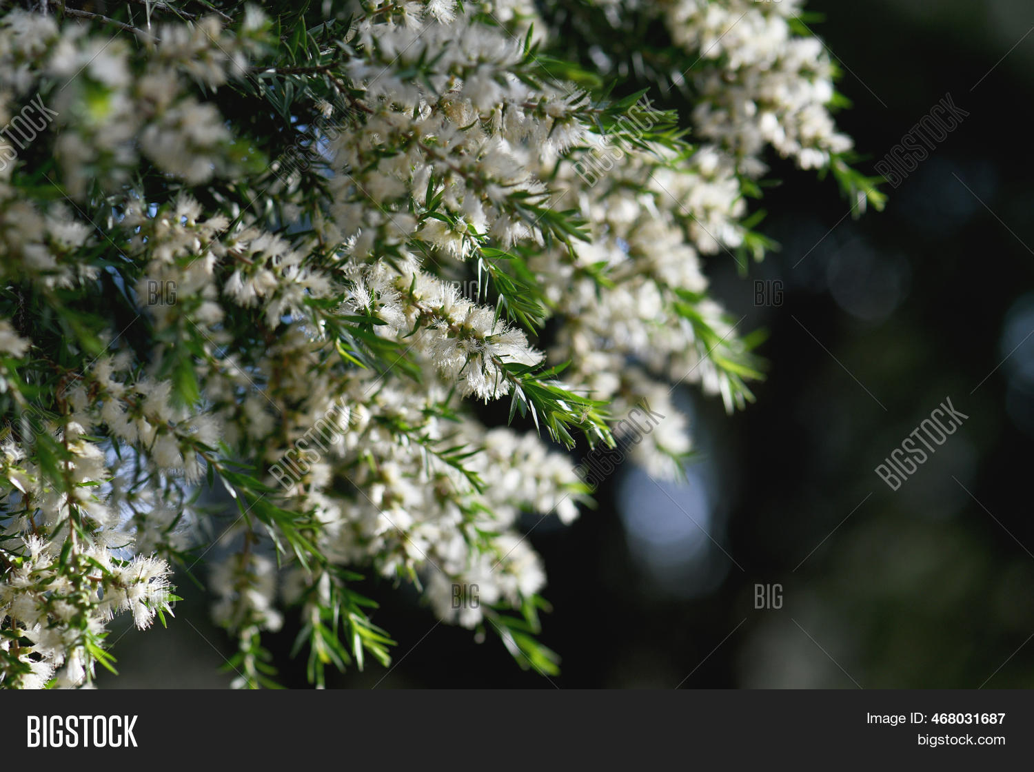 ภาพและภาพถ่าย (ทดลองใช้ฟรี) | Bigstock