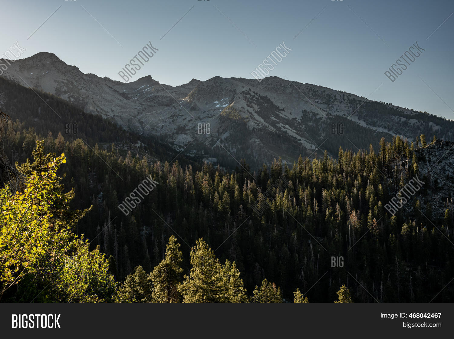 Pine Trees Fill Valley Image & Photo (Free Trial) | Bigstock