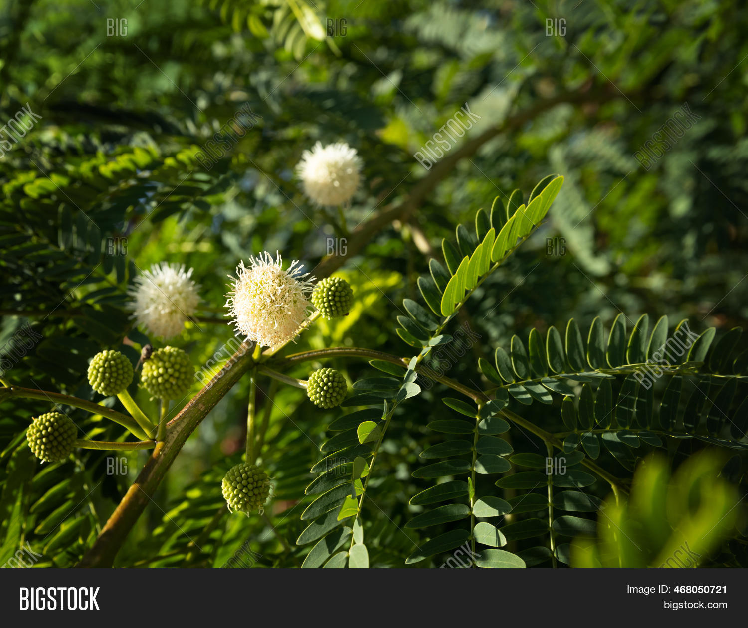 Green Lush Branches Image & Photo (Free Trial) | Bigstock