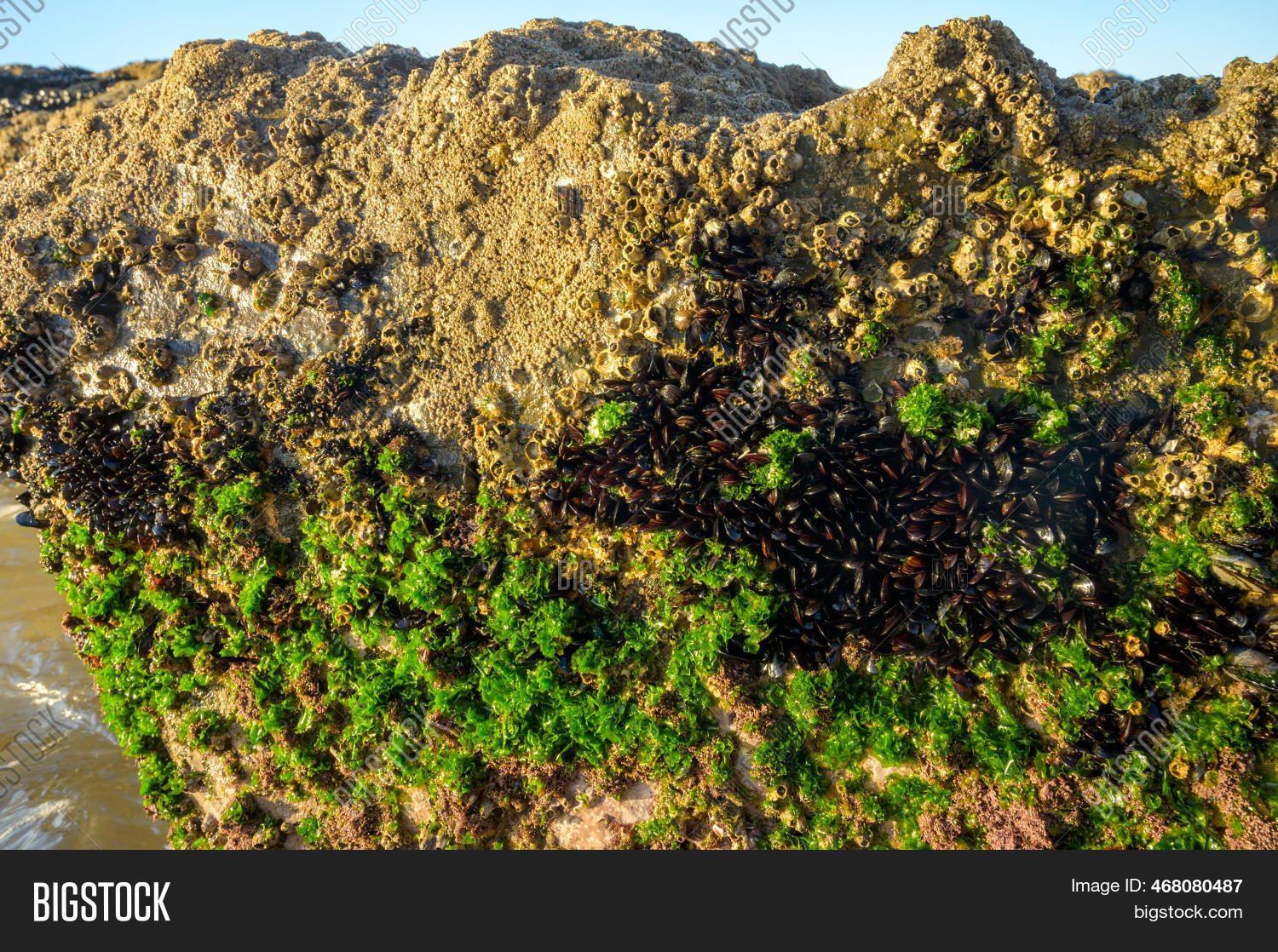 Colony Mussels Bivalve Image & Photo (Free Trial) | Bigstock