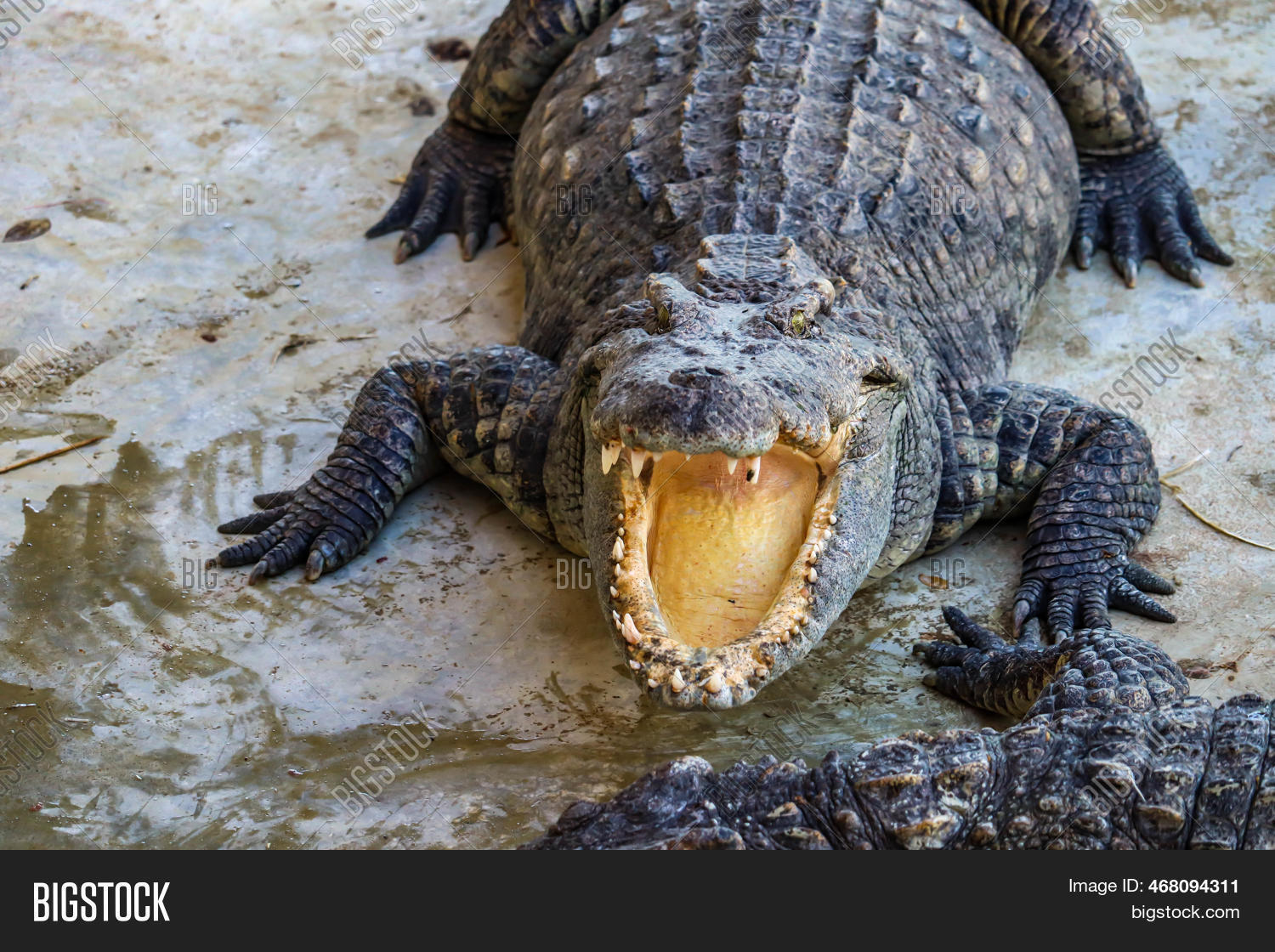 Crocodiles Bask Sun. Image & Photo (Free Trial) | Bigstock